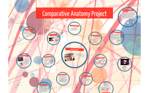 Comparative Anatomy Project by Samantha Molina on Prezi