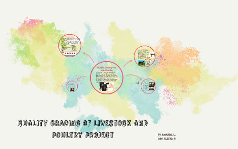 Quality Grading of Pigs by Amanda Amanda