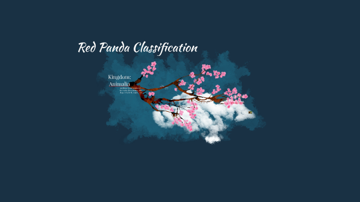 Red Panda Classification by Ruby Freeman on Prezi