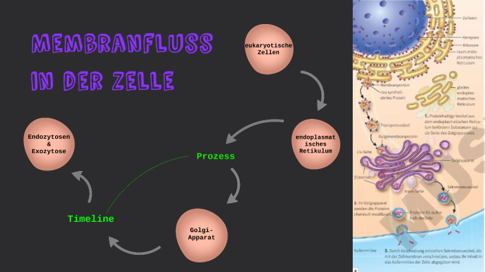 Membranfluss in der Zelle by Sarah Wöbbeking on Prezi