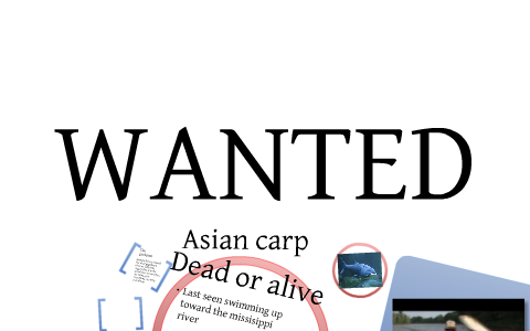 Wanted Asian carp by zesru El on Prezi