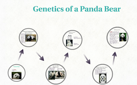 Genetics of a Panda Bear by Cecilia Cisneros on Prezi