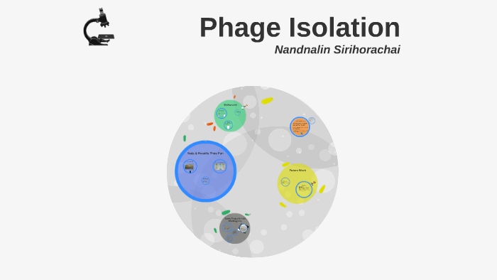 Phage Isolation by Nan S on Prezi
