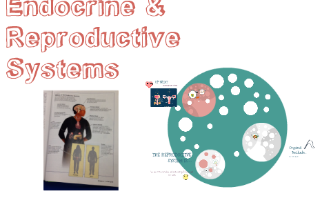 Endocrine & Reproductive Systems by Joe Brown on Prezi