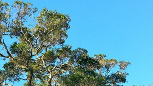 Commitment Tree by Jayla Richardson on Prezi Design