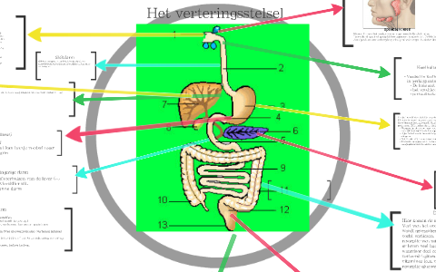Het verteringsstelsel by Fleur Hiensch on Prezi