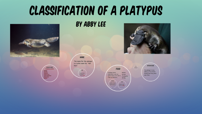 CLASSIFICATION OF A PLATYPUS by kenny chen on Prezi