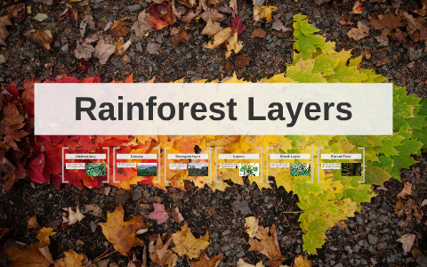 Rainforest Layers by Josh Pledger on Prezi