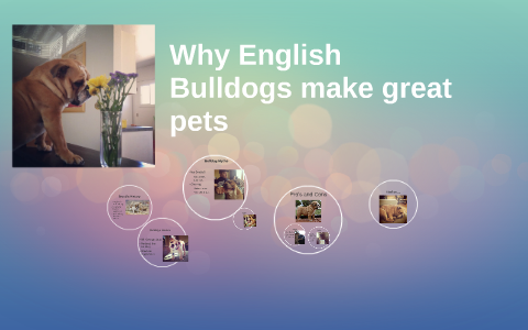 Why English Bulldogs make great pets by Callie Tompkins on Prezi