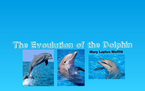 Evolution of the Dolphin by Canterbury School on Prezi