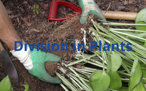 Division in Plants by Dan Phelps on Prezi