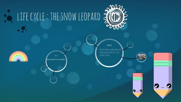 life cycle : the snow leopard by alisha naveed on Prezi