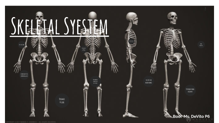 3-30-2023 The Skeletal System Living Environment Project DeVito Yoselin ...