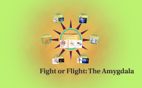 Fight or Flight: The Amygdala by Shea Delehaunty on Prezi