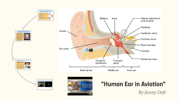 Human Ear in Aviation by Jonathan Deft on Prezi