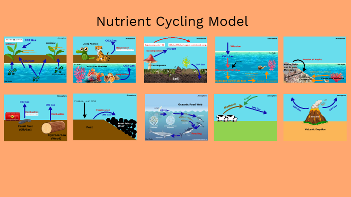 Nutrient Cycling Model by Yasmin Marquez- Gonzalez on Prezi