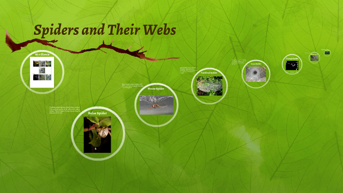 Spiders and Their Webs by Brittany Lederer on Prezi