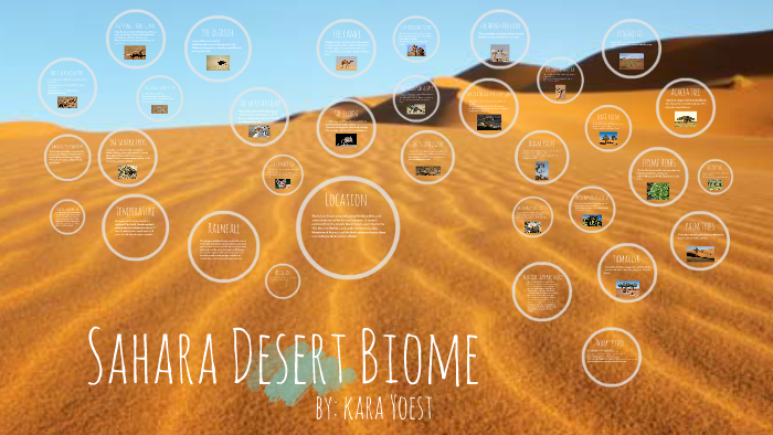 Sahara Desert Biome by Kara Yoest on Prezi