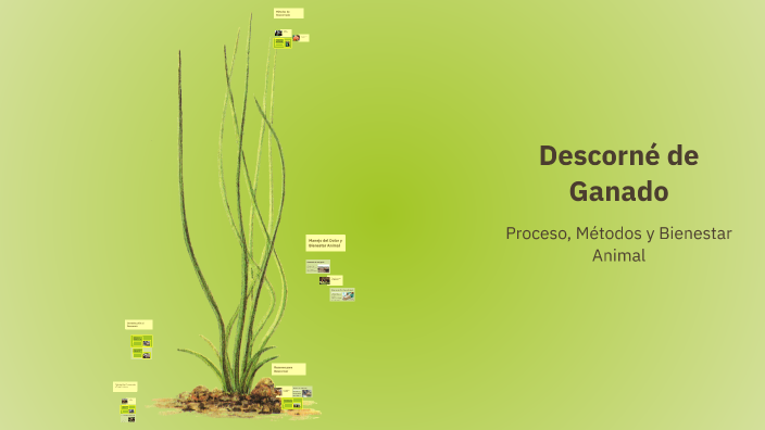 Descorné de Ganado by Mario Arturo Jaime Rolon on Prezi