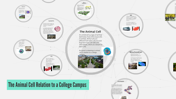 The Animal Cell Relation to a College Campus by Autumn LeBlond on Prezi