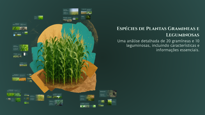 esp-cies-de-plantas-gramineas-e-leguminosas-by-ana-clara-carvalho-on-prezi