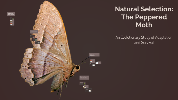 Natural Selection: The Peppered Moth by Shanay Azizi on Prezi