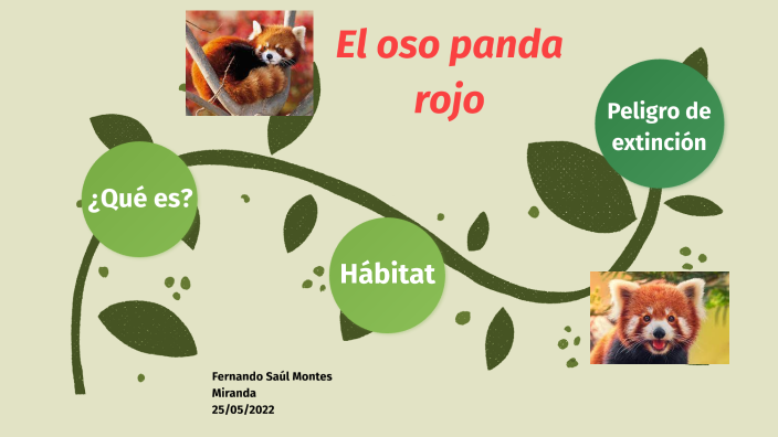 El oso panda rojo by Fernando Saúl Montes Miranda on Prezi