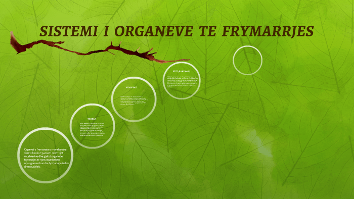 SISTEMI I ORGANEVE TE FRYMARRJES by rinesa hyseni on Prezi