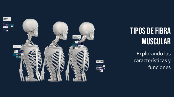 Tipos de Fibra Muscular by XIMENA MONSERRAT VELASQUEZ HUASACE on Prezi