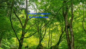 linx & cobra lily Adaptations for Survival by Marciano Henderson on ...