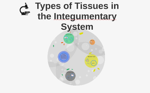 Types of Tissues in the Integumentary System by Josh Rodriguez on Prezi