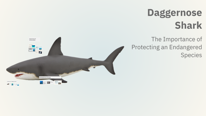 Daggernose Shark by RACHEL LANGSTON on Prezi