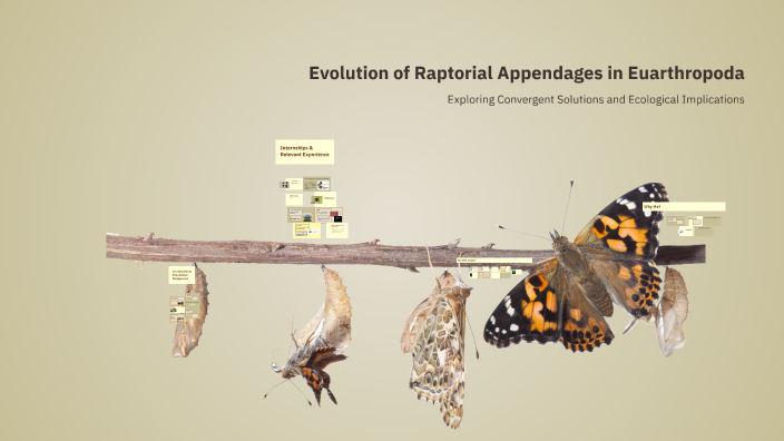 Evolution of Raptorial Appendages in Euarthropoda by Kyllian P on Prezi