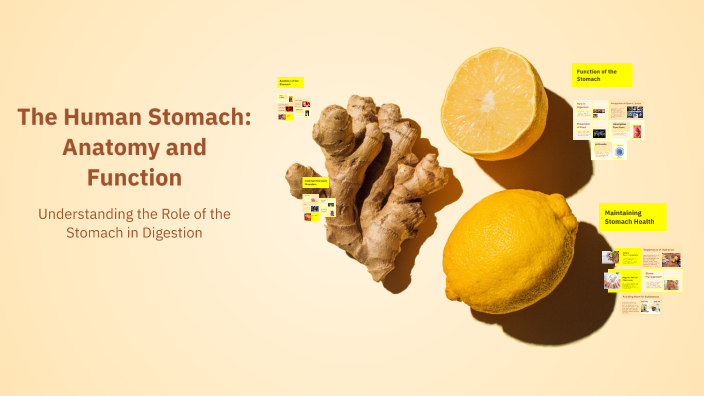 The Human Stomach: Anatomy and Function by ali aras on Prezi