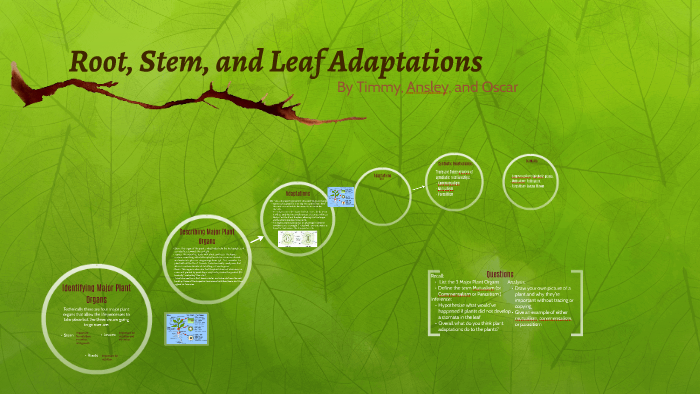 Root, Stem, and Leaf Adaptations by Ansley Alexander on Prezi