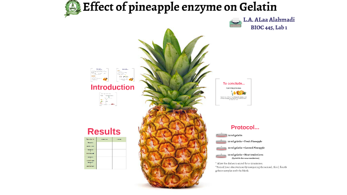 Effect of pineapple enzyme on Gelatin by alaa alahmadi on Prezi