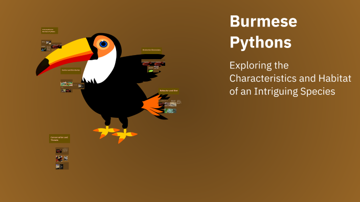 Burmese Pythons by Tobias Michael on Prezi