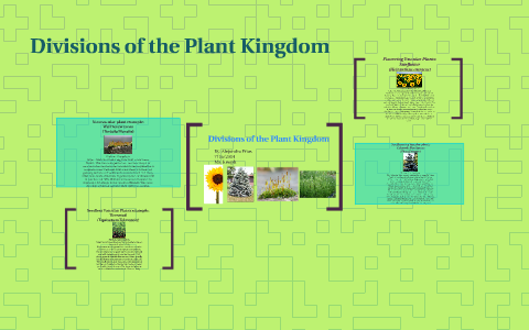 Divisions of the Plant Kingdom by Alejandra Frias on Prezi