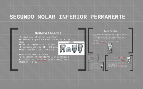 SEGUNDO MOLAR INFERIOR PERMANENTE by Fernanda Plasencia on Prezi