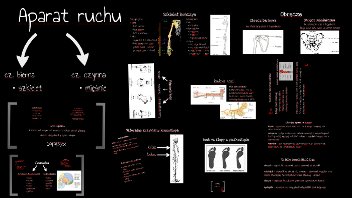 Aparat ruchu by Natalia Nalińska on Prezi