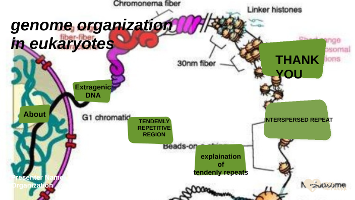 genome organization in eukaryotes by Anamika Thakur on Prezi