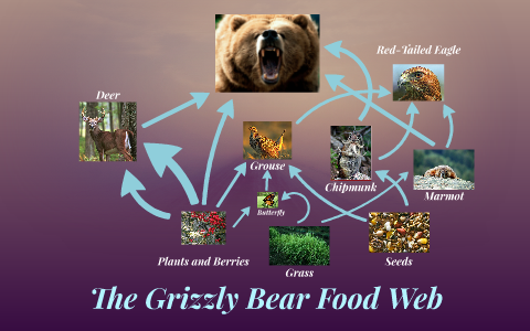 Grizzly Bear Project by Noah Servi on Prezi