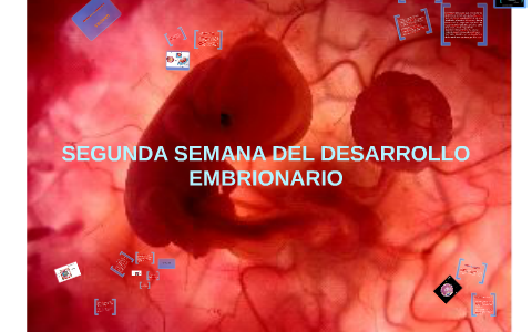 SEGUNDA SEMANA DEL DESARROLLO EMBRIONARIO by leidy hurtado on Prezi