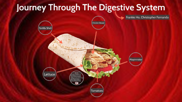 Journey Through The Digestive System by Frankie Ho