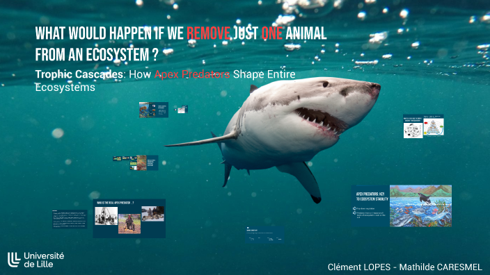 Trophic Cascades: How Apex Predators Shape Entire Ecosystems by Mathilde CARESMEL on Prezi