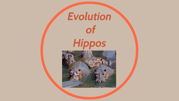 Evolution of Hippos by Dakota Ryan on Prezi