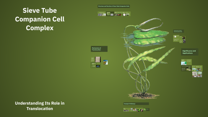 Sieve Tube Companion Cell Complex by Kritika Patwal on Prezi