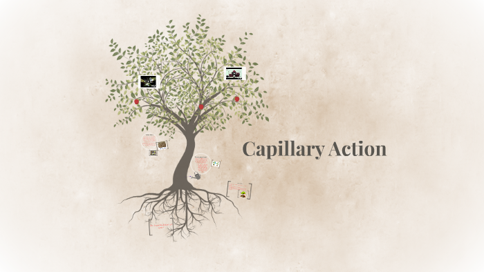 Capillary Action/Transpiration by Emily Broadwater on Prezi