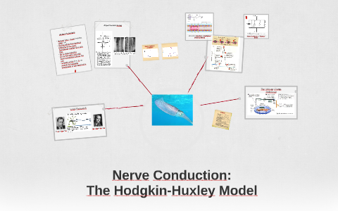 Nerve Conduction: The Hodgkin-Huxley Model by Rebecca Bissell on Prezi