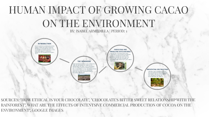HUMAN IMPACT OF GROWING CACAO BEANS ON THE ENVIRONMENT by isa bellarme ...